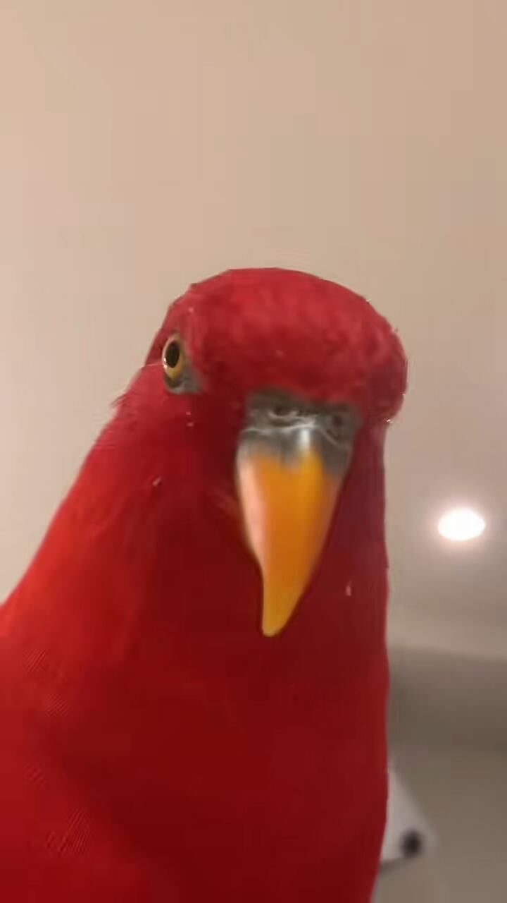 Red birb🍅silent wuewuewuewue - 哔哩哔哩
