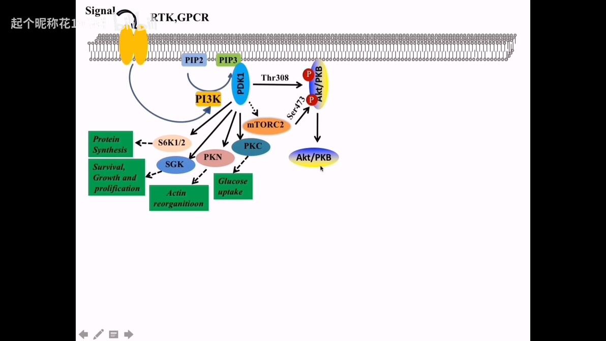 细胞信号通路系列6一PI3K-Akt - 哔哩哔哩