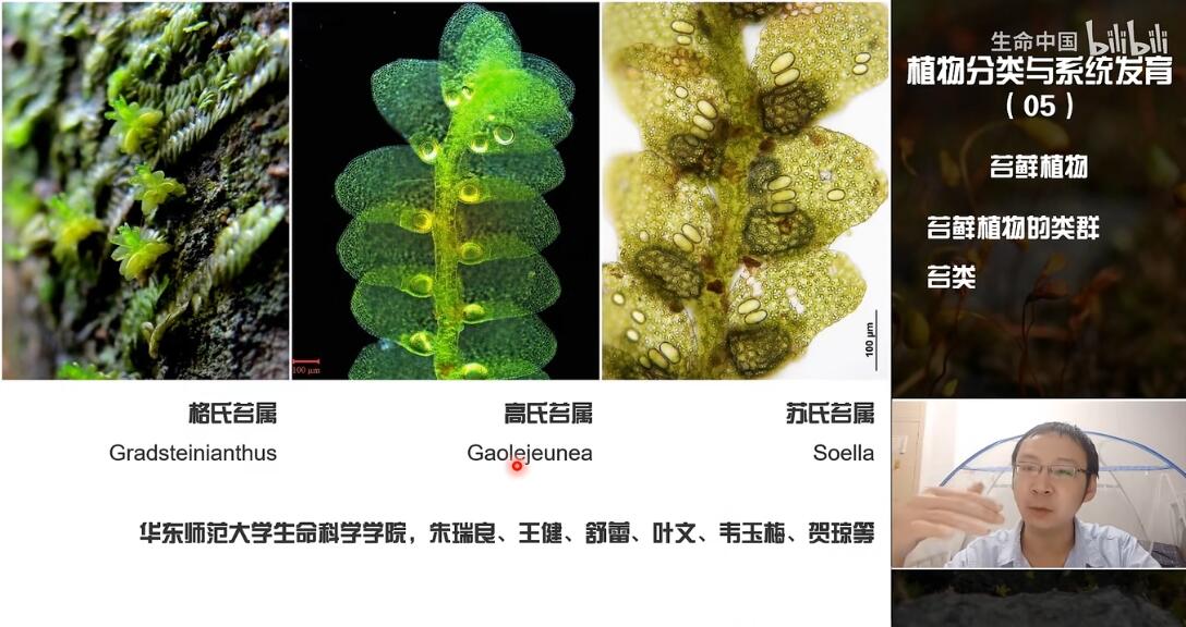 【植物分类与系统发育】05 苔藓植物（四）：苔类 - 哔哩哔哩
