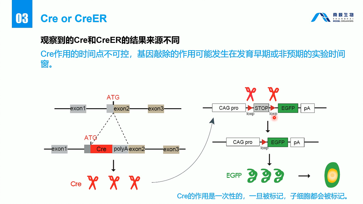 Cre-loxP系统介绍及使用问题 - 哔哩哔哩