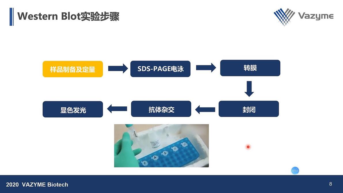 Western Blot（WB实验）实验解析 - 哔哩哔哩