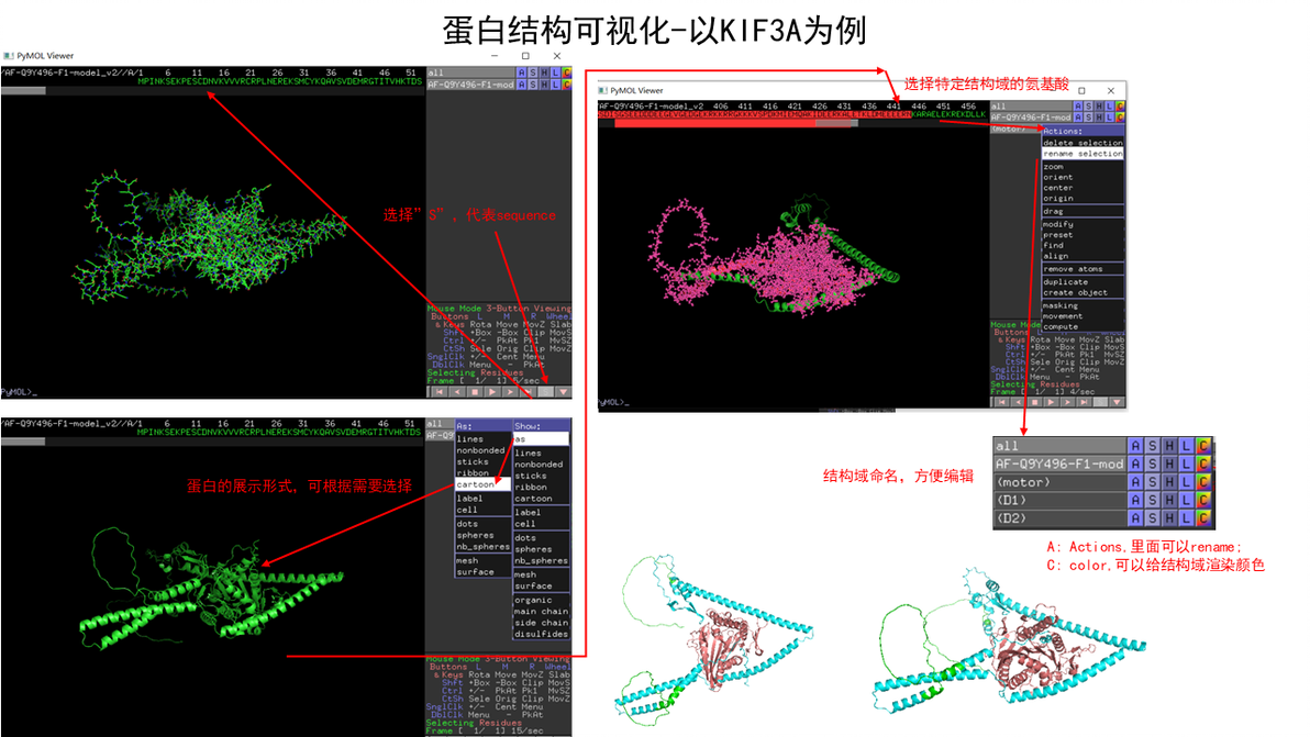 手把手带你获取AlphaFold 预测的蛋白文件 用PyMOL软件给蛋白结构域加 - 哔哩哔哩
