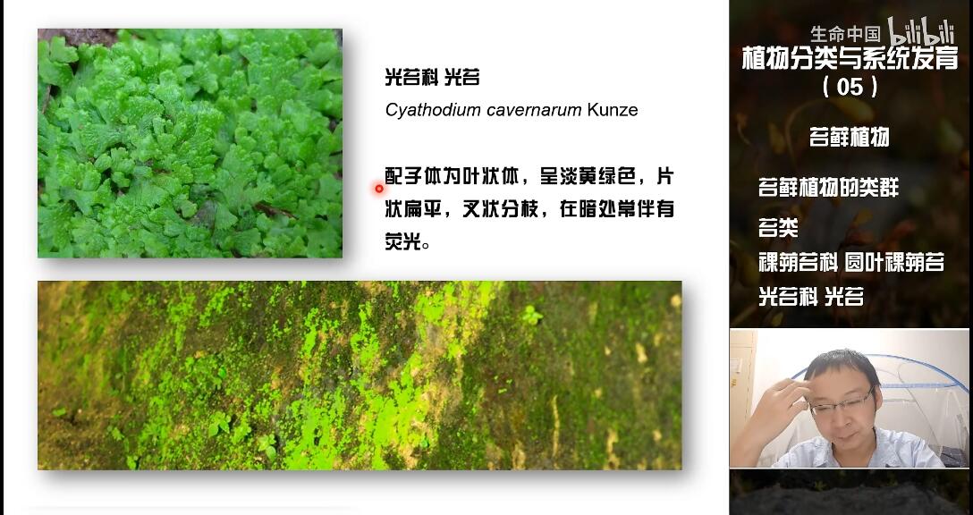 【植物分类与系统发育】05 苔藓植物（四）：苔类 - 哔哩哔哩