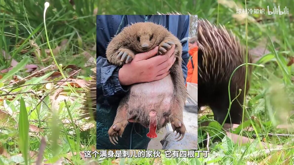 【球村】【神奇丁丁在哪里】它有四根丁丁，每次会用两个！ 哔哩哔哩 