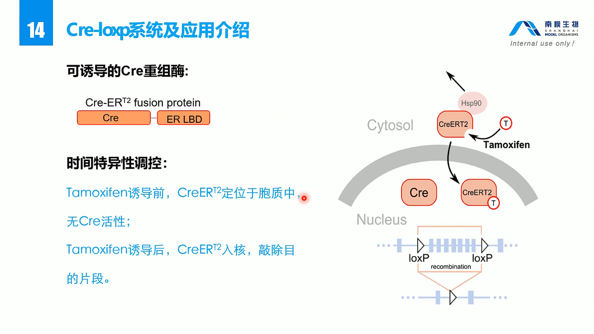 Cre-loxP系统介绍及使用问题 - 哔哩哔哩