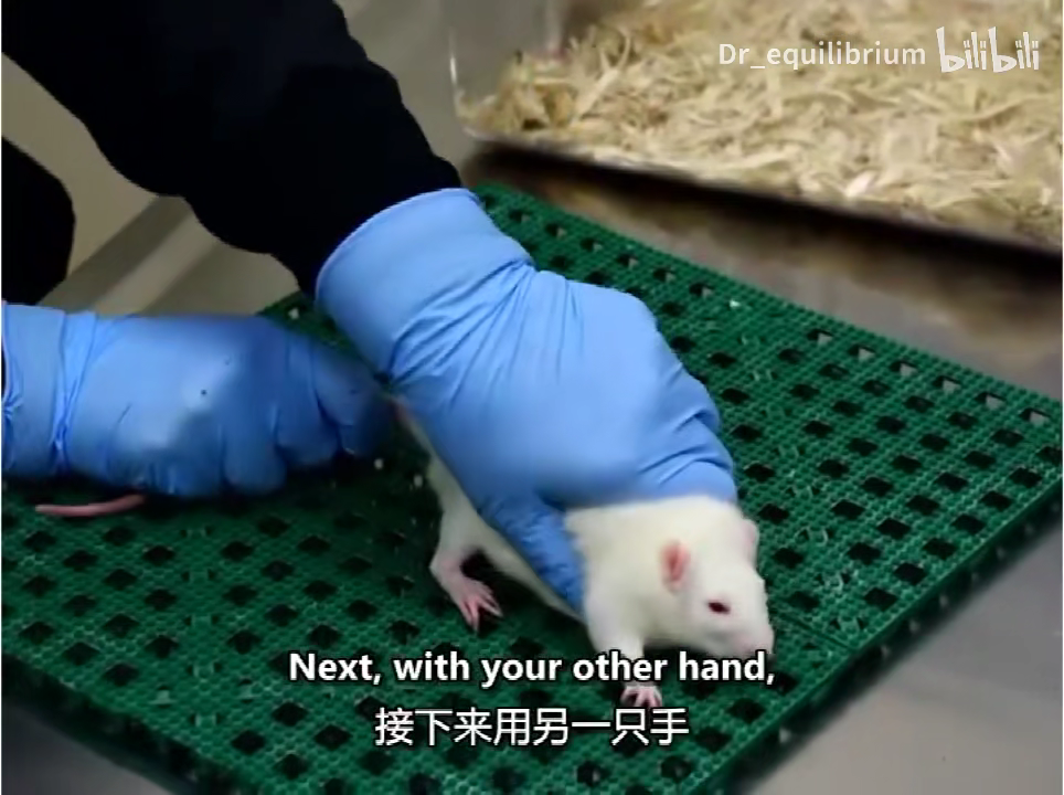 【JoVE】小鼠实验视频 1.Rodent Handling and Restr - 哔哩哔哩