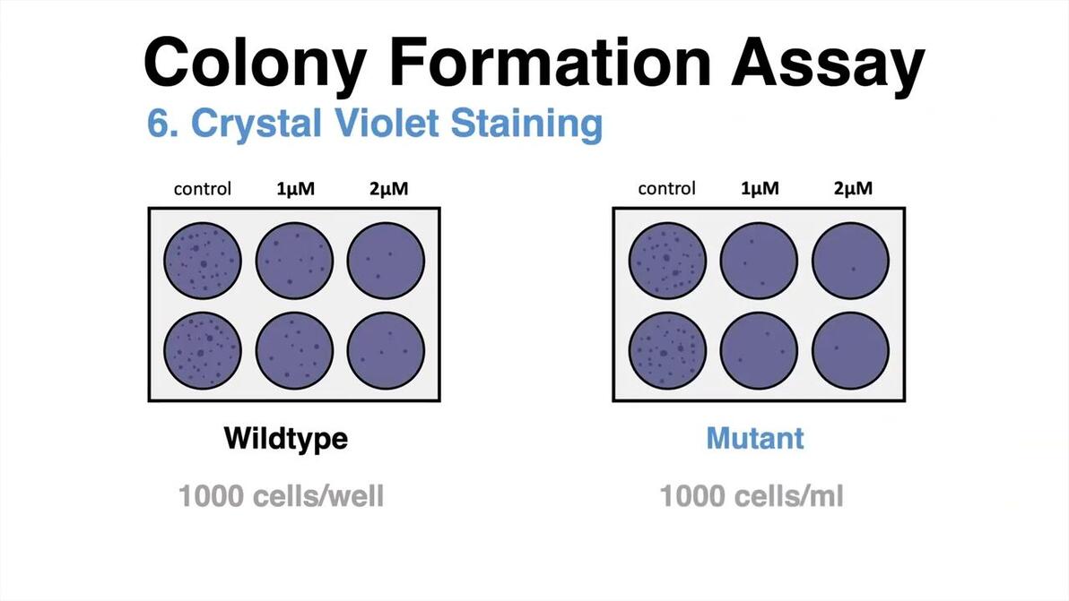 克隆形成实验Clonogenic Cell Survival Assay (Co - 哔哩哔哩