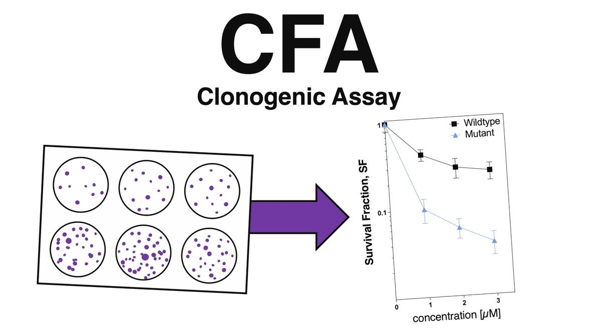 克隆形成实验Clonogenic Cell Survival Assay (Co - 哔哩哔哩