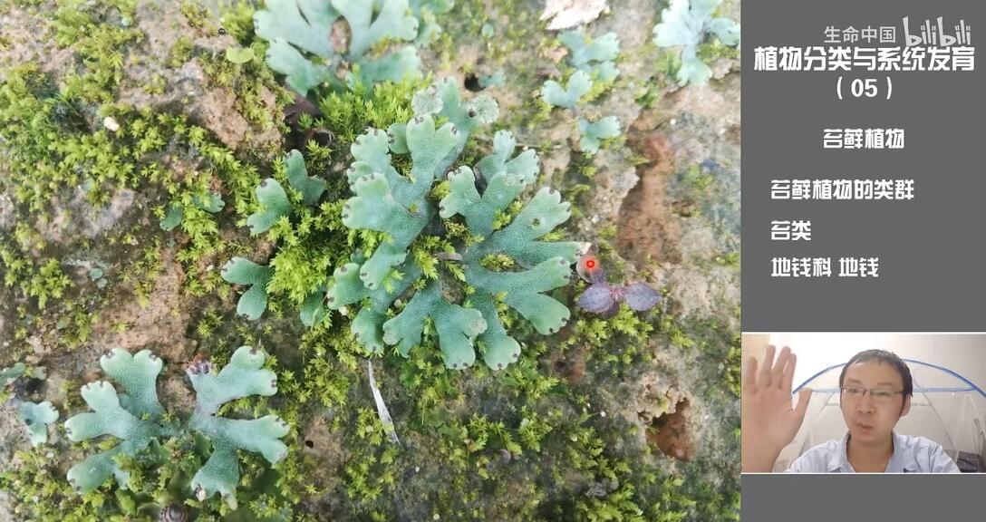 【植物分类与系统发育】05 苔藓植物（四）：苔类 - 哔哩哔哩