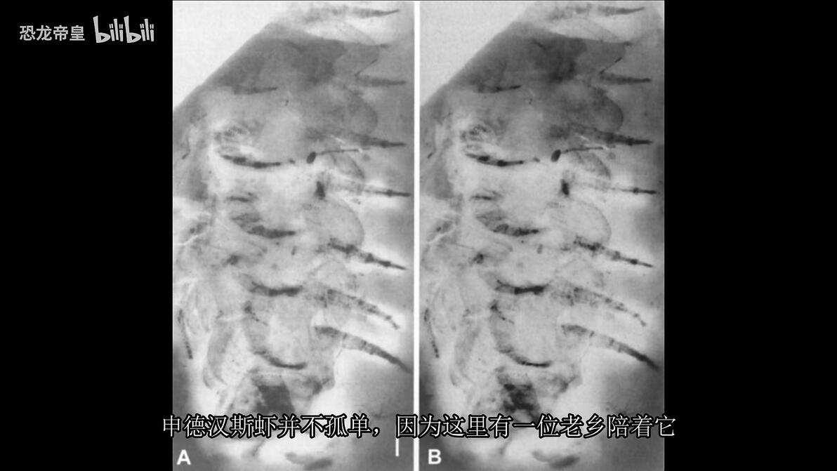 谁是海中的瑞士军刀？【大附肢类篇（2）】林乔利虫目 - 哔哩哔哩