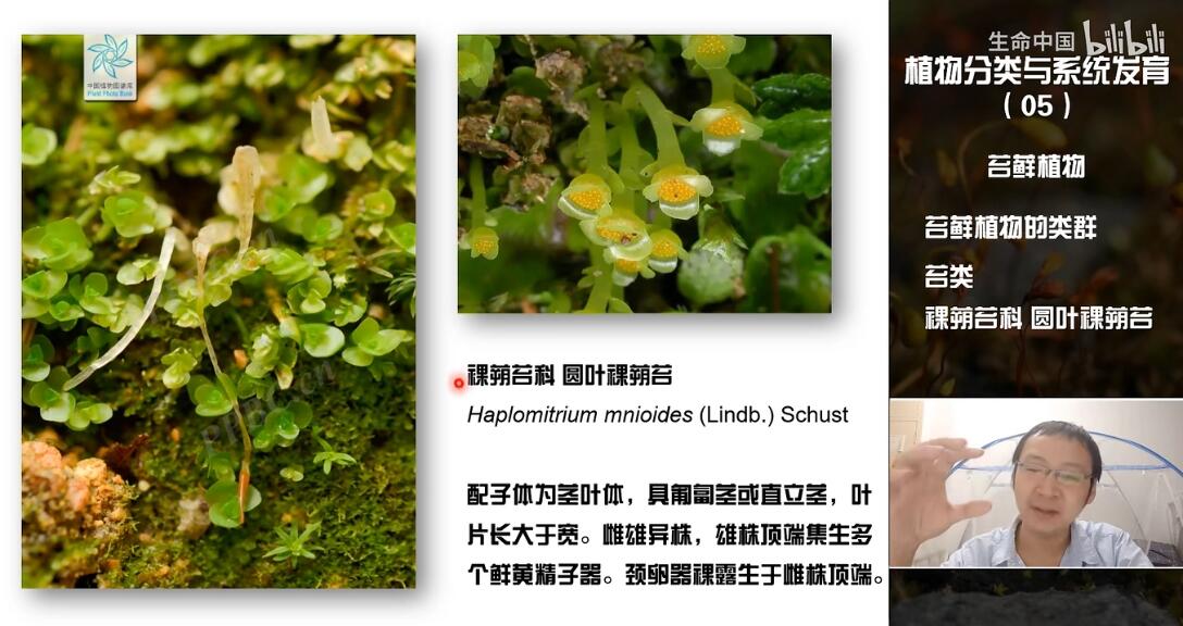 【植物分类与系统发育】05 苔藓植物（四）：苔类 - 哔哩哔哩