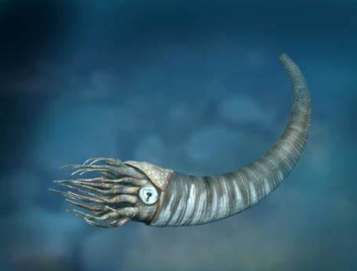 教你3秒钟区分海产头足纲【墙能玩明白】16# - 哔哩哔哩