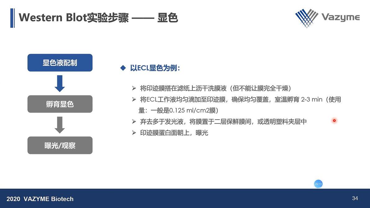 Western Blot（WB实验）实验解析 - 哔哩哔哩