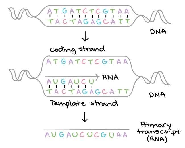 62 序列到序列学习（seq2seq）【动手学深度学习v2】 - 哔哩哔哩