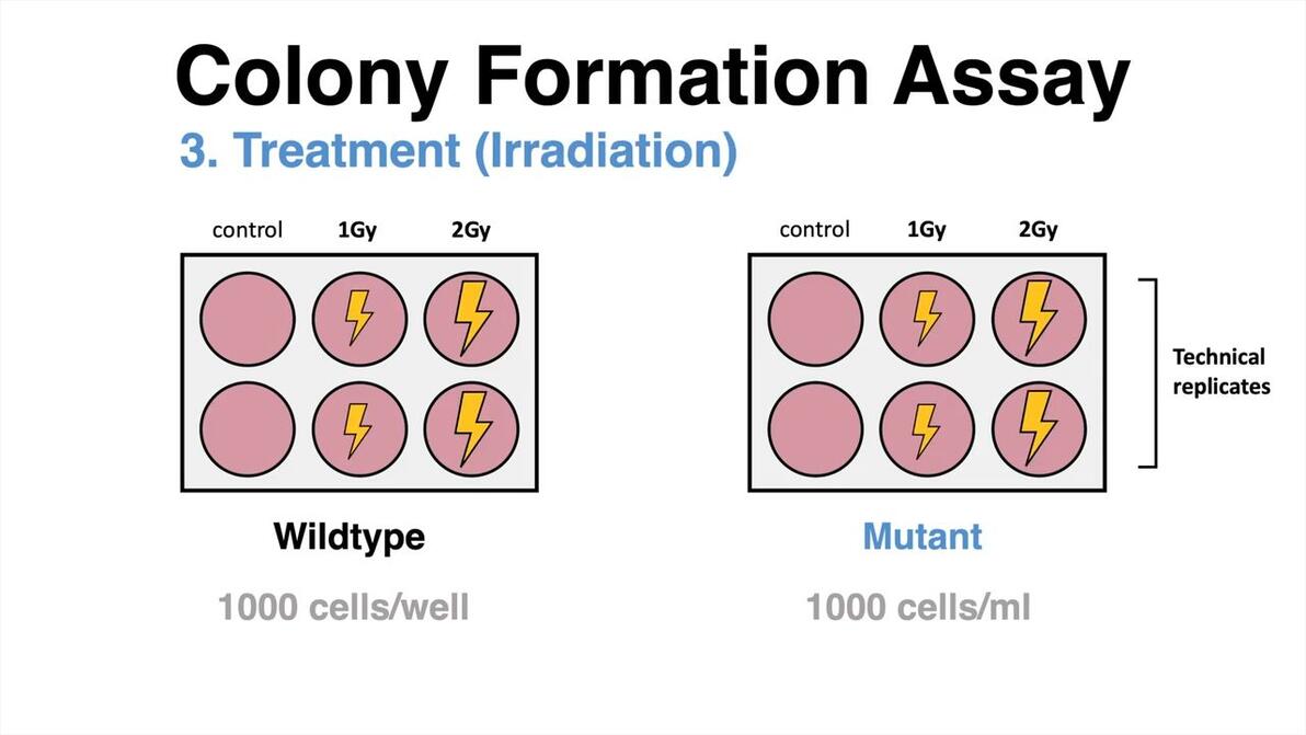 克隆形成实验Clonogenic Cell Survival Assay (Co - 哔哩哔哩