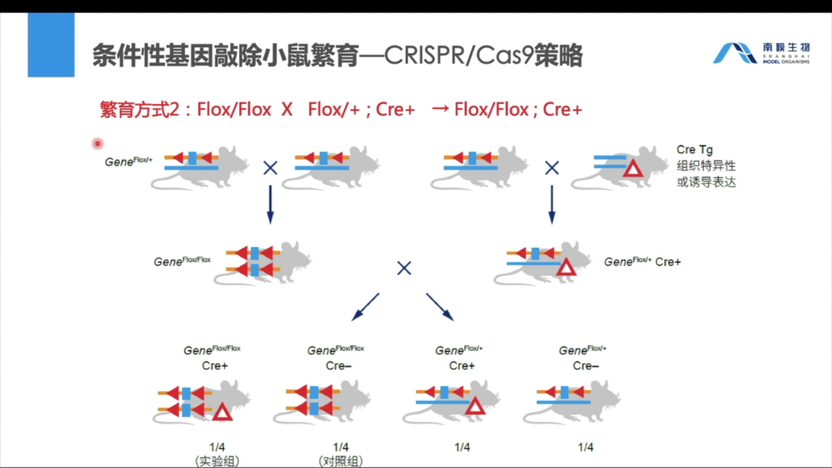 基因修饰小鼠饲养繁育及基因型鉴定策略解析 - 哔哩哔哩