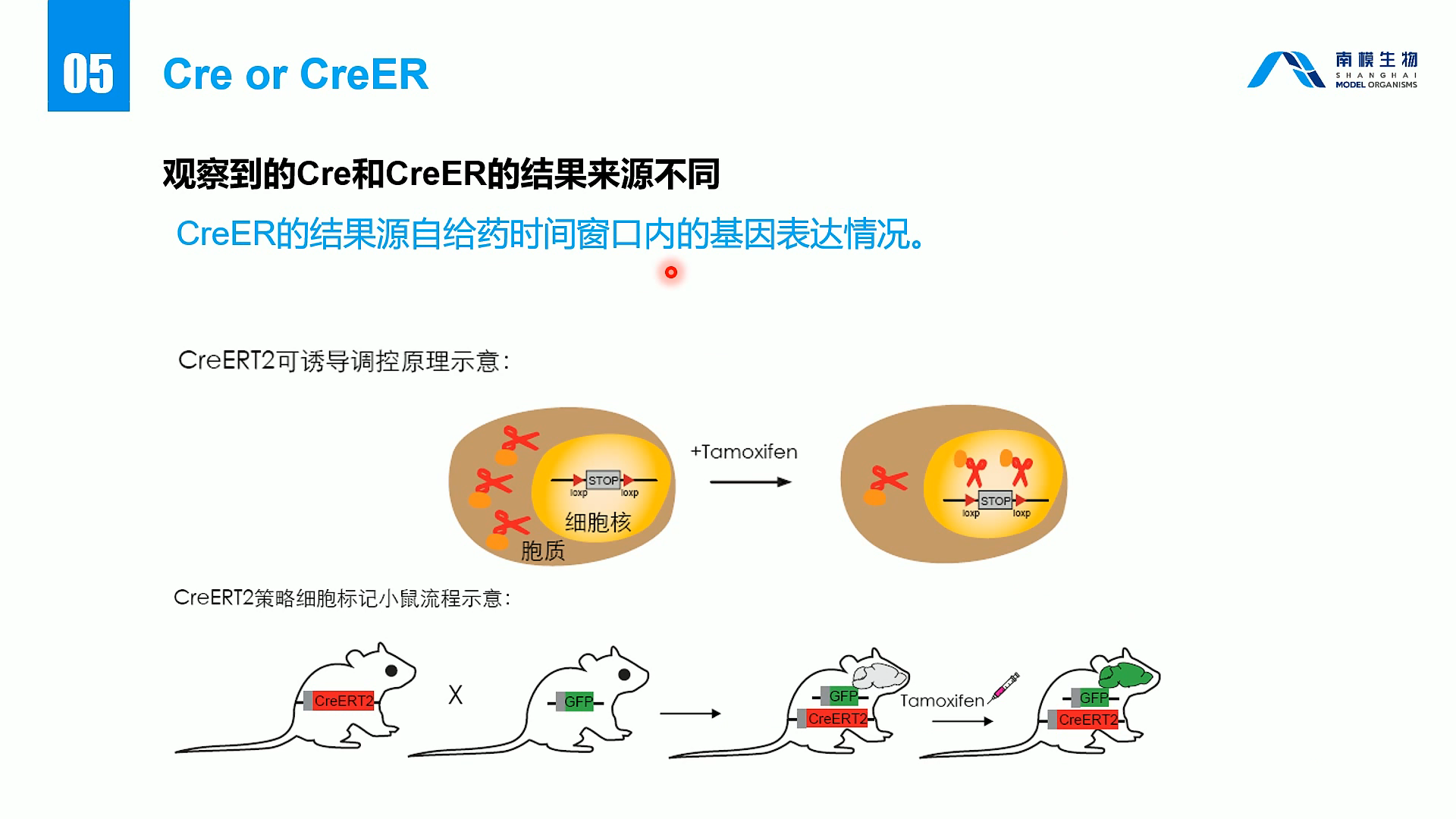Cre-loxP系统介绍及使用问题 - 哔哩哔哩