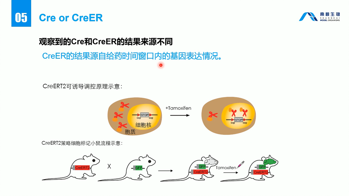 Cre-loxP系统介绍及使用问题 - 哔哩哔哩