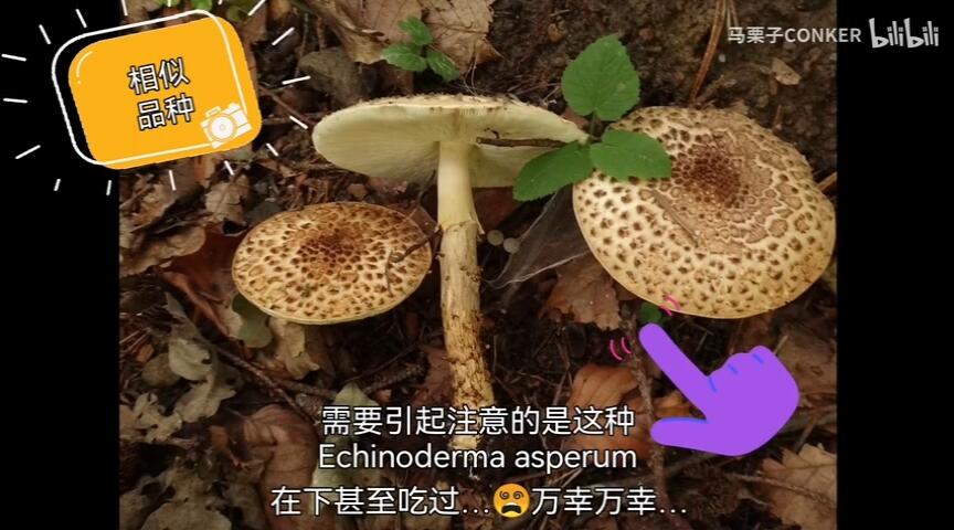英国秋季采蘑菇记录 高大环柄菇 Parasol （Macrolepiota... - 哔哩哔哩