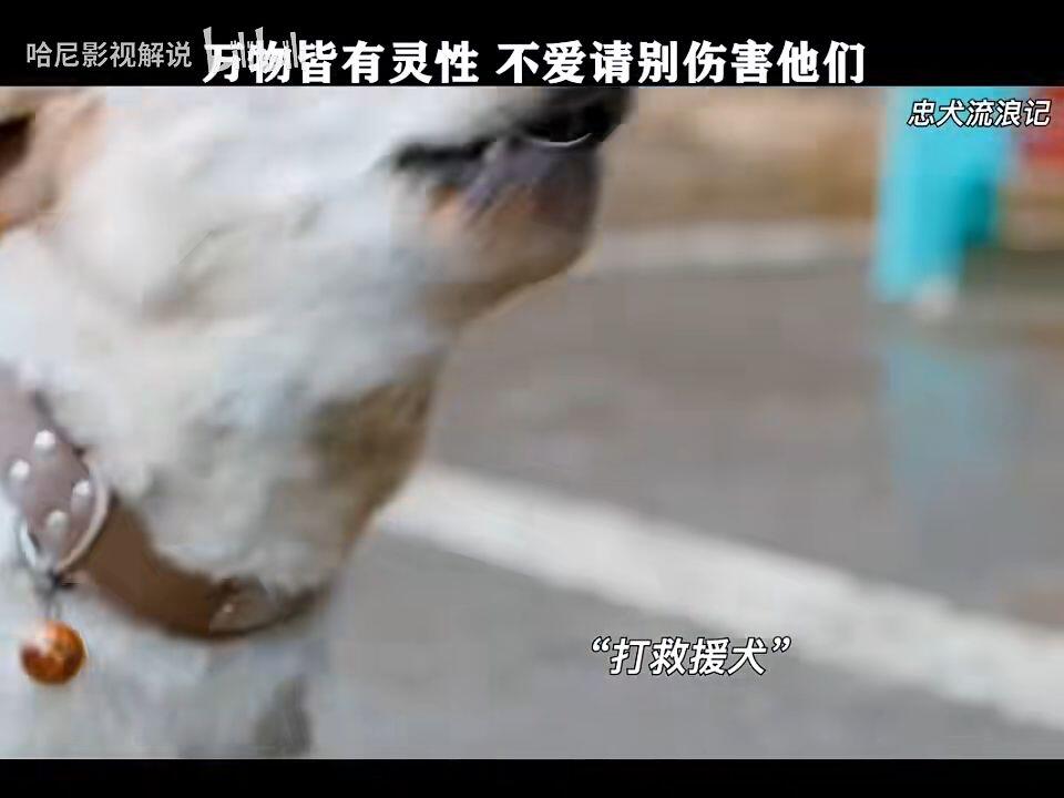 万物皆有灵性。如果不爱，请别伤害！ 哔哩哔哩