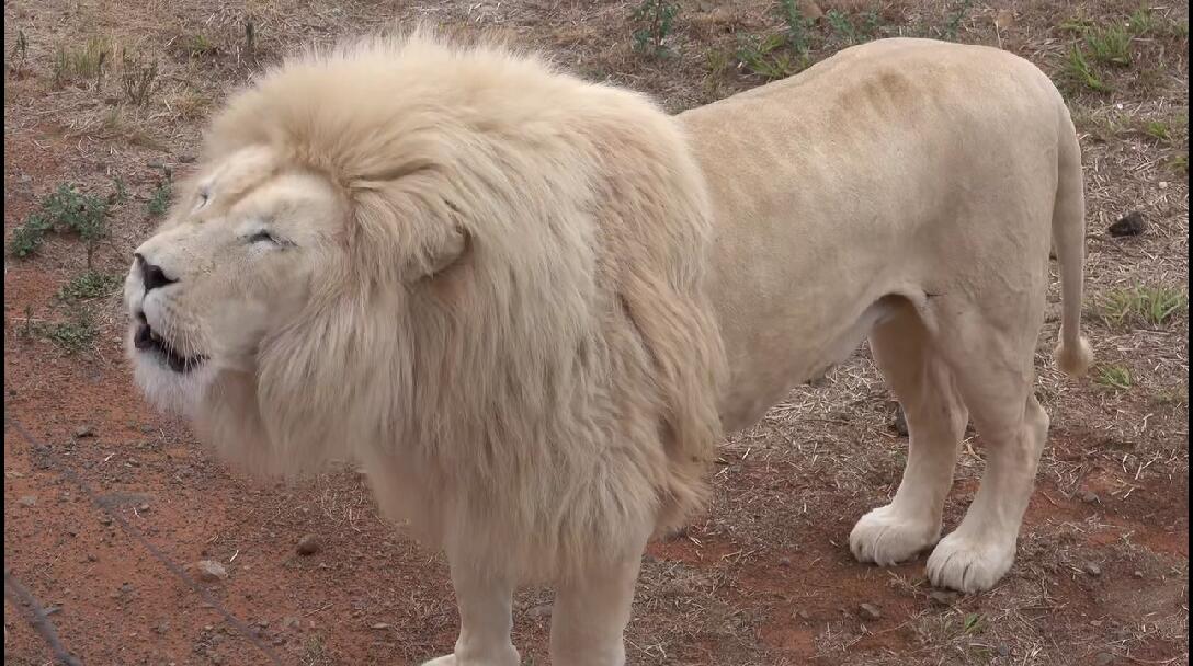 白狮子吼叫视频4k超清 - 哔哩哔哩