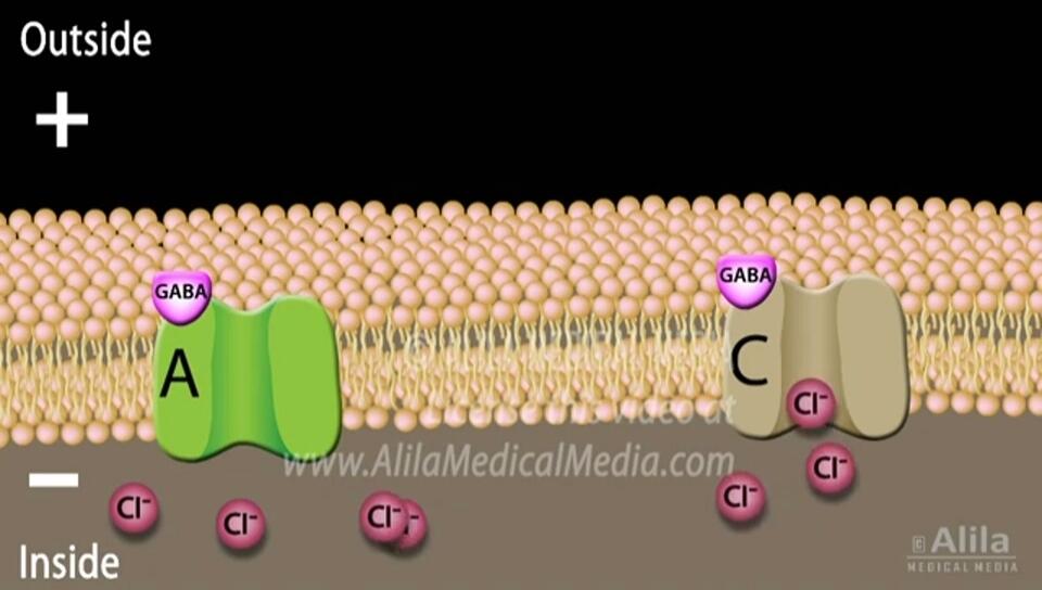 GABA受体和GABA药物 - 哔哩哔哩