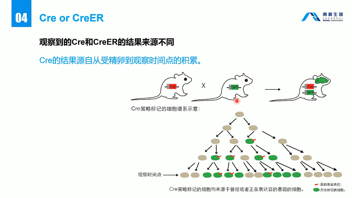 Cre-loxP系统介绍及使用问题 - 哔哩哔哩