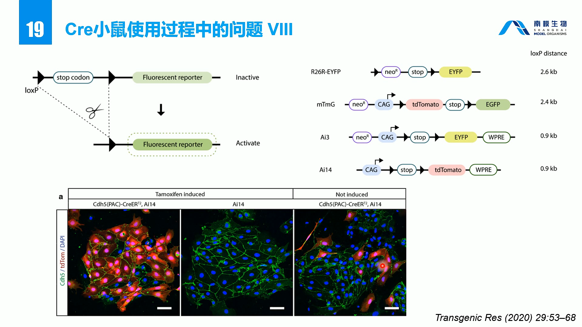 Cre-loxP系统介绍及使用问题 - 哔哩哔哩