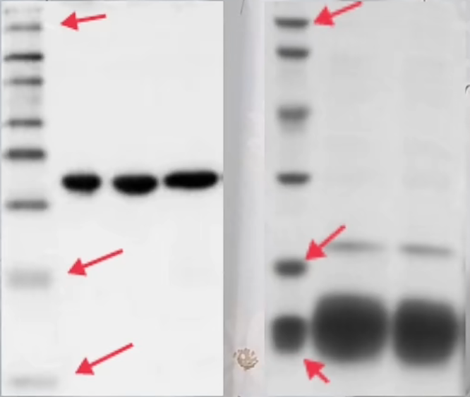 小分子量蛋白Western Blot注意事项和技巧。 - 哔哩哔哩
