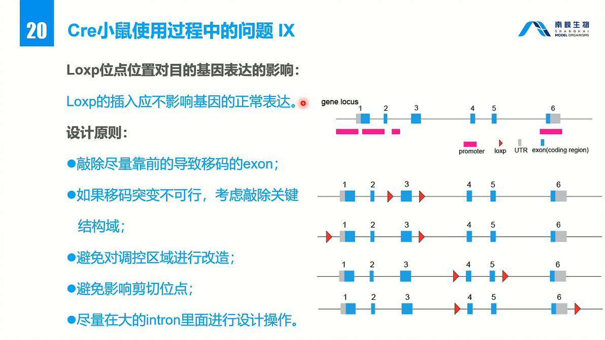 Cre-loxP系统介绍及使用问题 - 哔哩哔哩