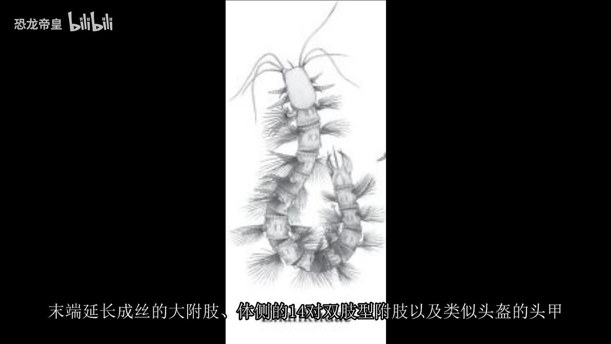 谁是海中的瑞士军刀？【大附肢类篇（2）】林乔利虫目 - 哔哩哔哩