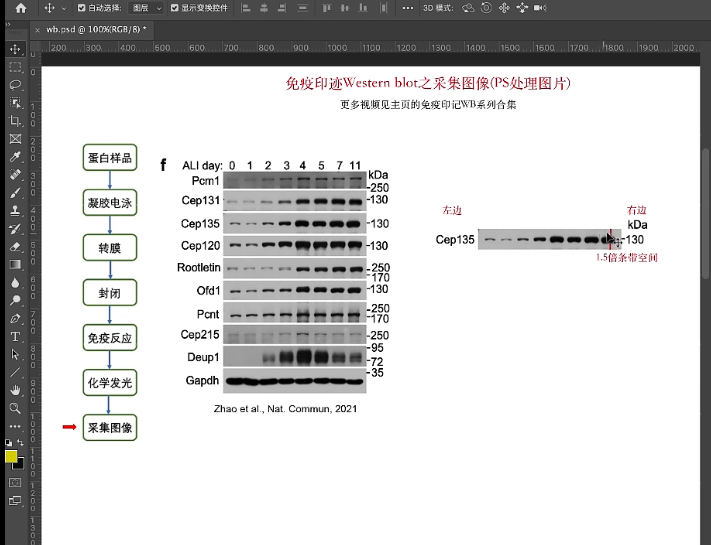免疫印迹Western blot之采集图像以及PS处理WB图片 - 哔哩哔哩