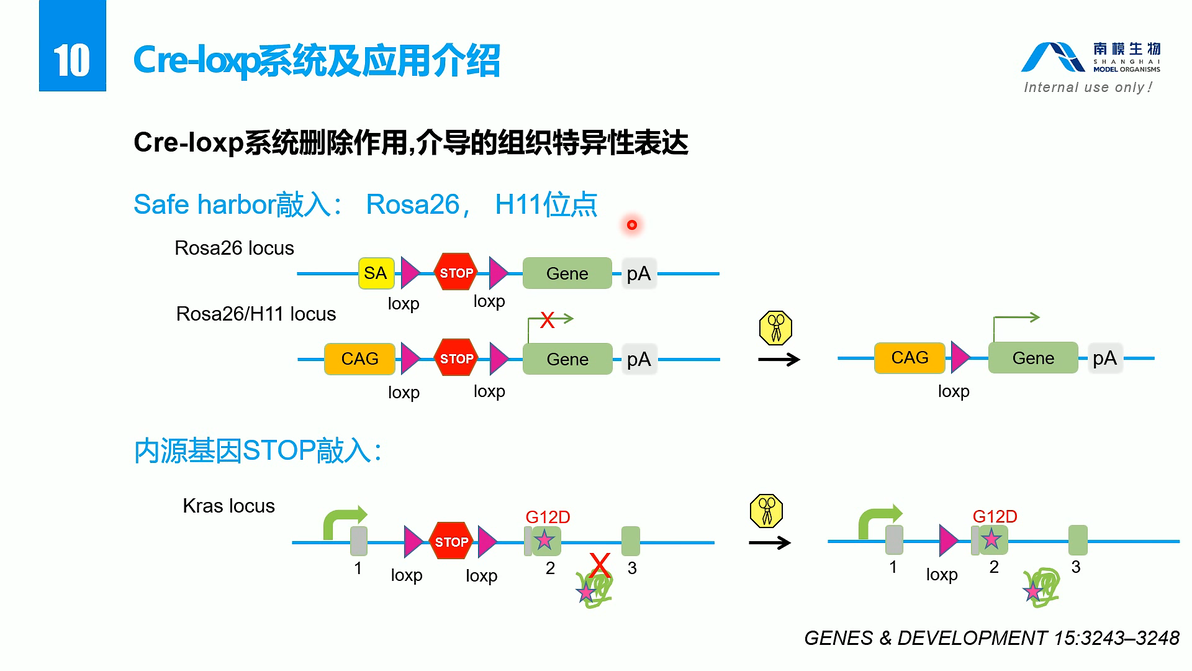 Cre-loxP系统介绍及使用问题 - 哔哩哔哩