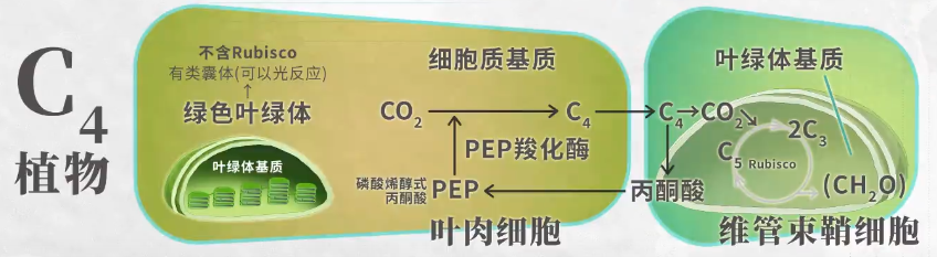 【高考生物押题】C3C4CAM植物固碳对比-光合作用拓展 - 哔哩哔哩