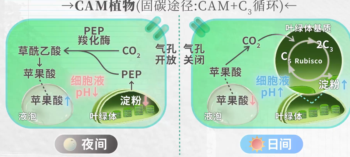 【高考生物押题】C3C4CAM植物固碳对比-光合作用拓展 - 哔哩哔哩