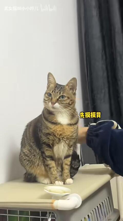 摸猫时突然停止，我家猫的反应 哔哩哔哩