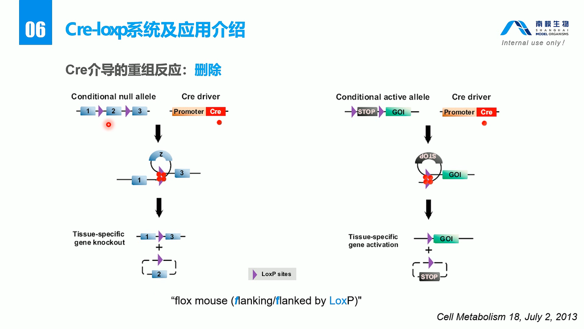 Cre-loxP系统介绍及使用问题 - 哔哩哔哩